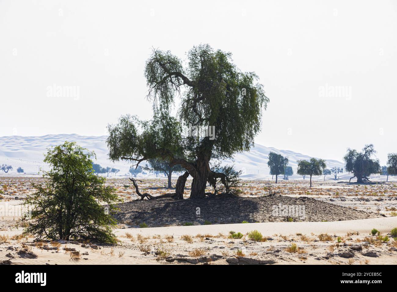 Trees in front of sand dunes, green vegetation in front, Rub al Khali ...