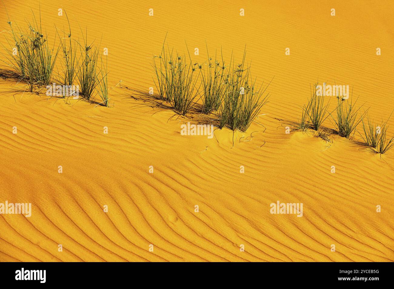 Wind-sculpted sand structure with green vegetation, in the Rub al Khali ...