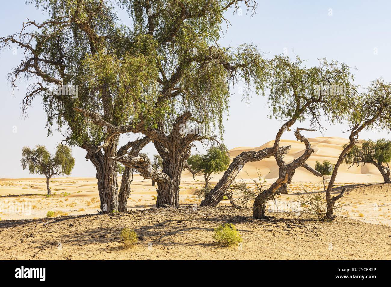 Trees with gnarled bark in a sandy plain of the Rub al Khali desert ...