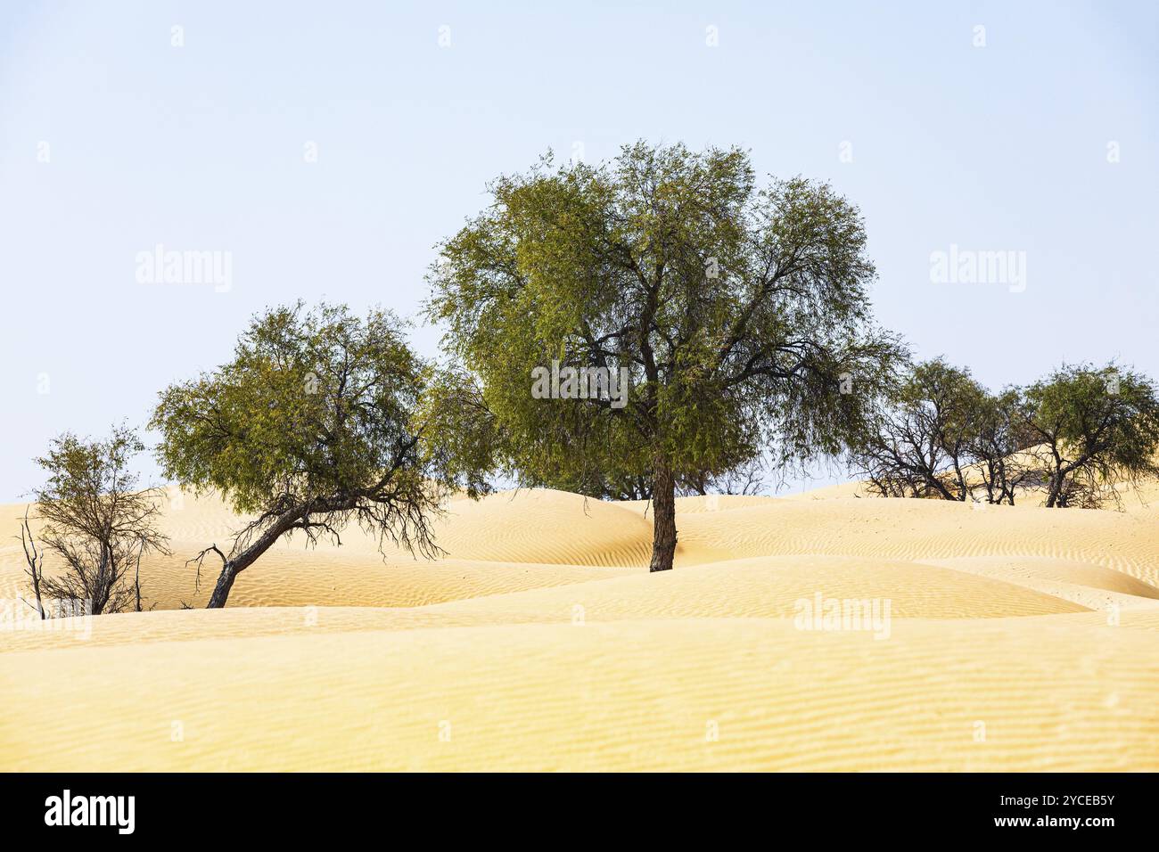 Trees in the sand dunes, Rub al Khali desert, Dhofar province, Arabian ...