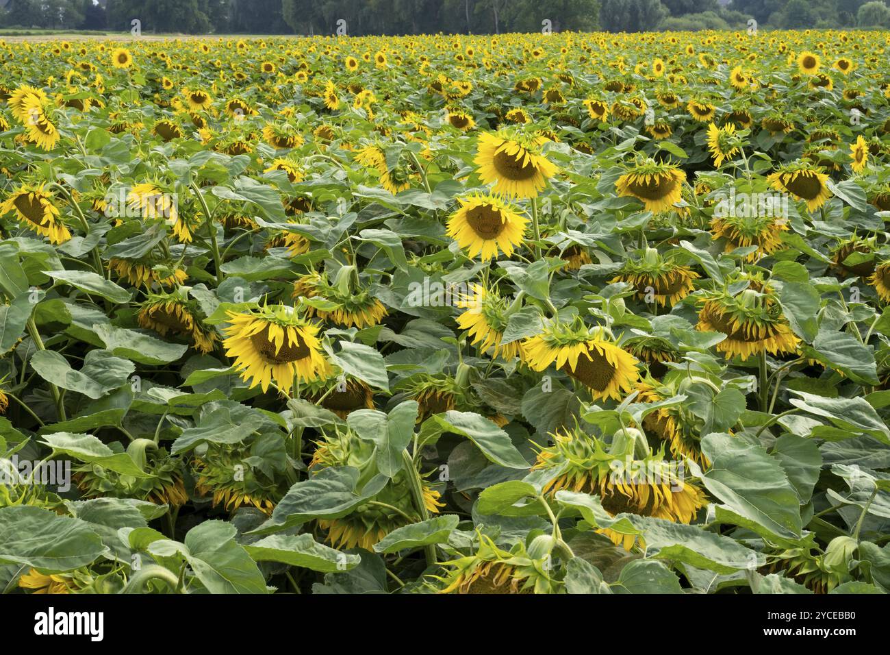 Flowering sunflowers (Helianthus annuus), sunflower field, North Rhine ...