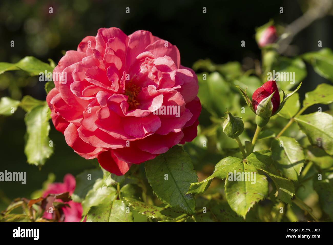 Red blossom of the climbing rose (Rosa), North Rhine-Westphalia ...
