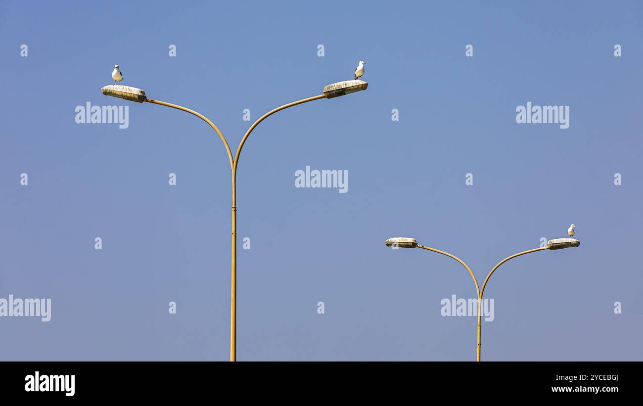 Gulls (Larinae) resting on street lamps at the harbour of Mirbat ...