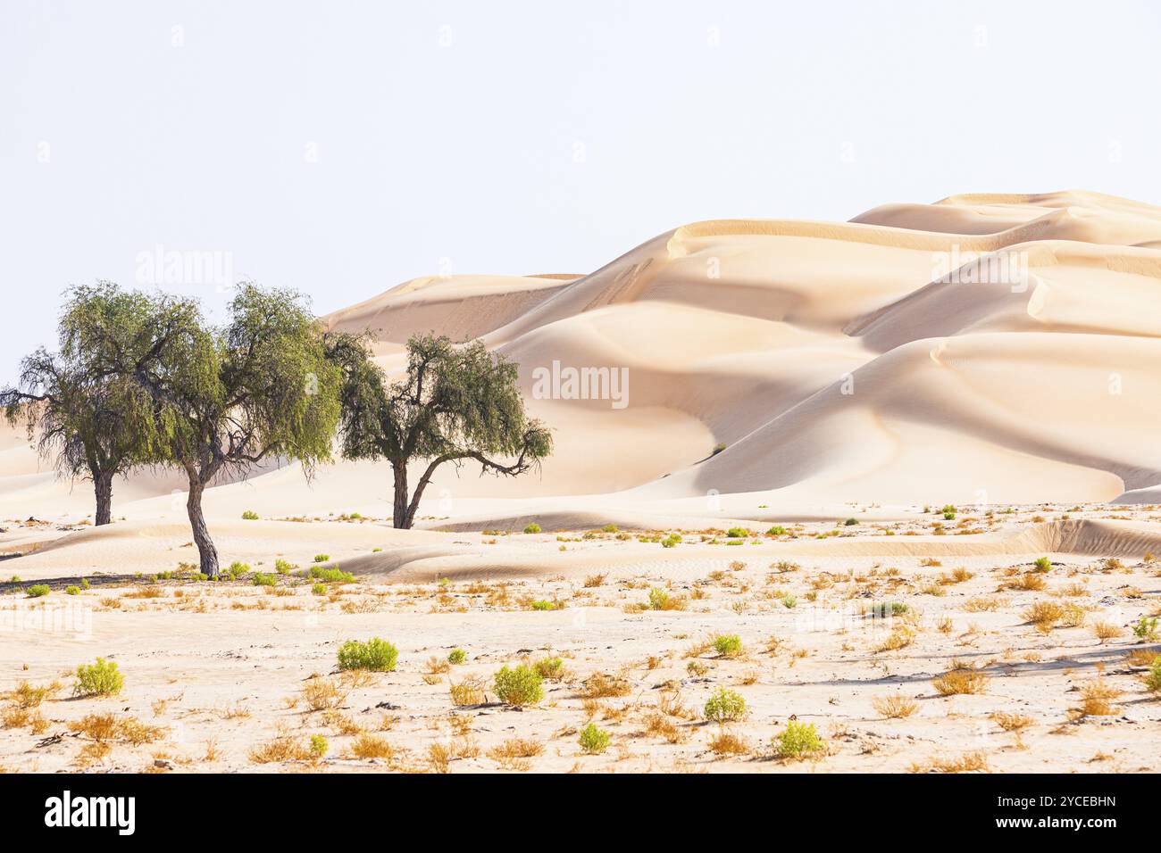 Trees in front of sand dunes, green vegetation, Rub al Khali desert ...