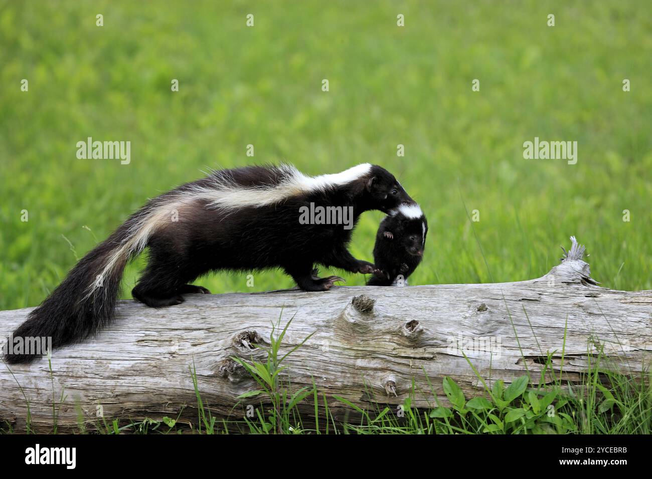 Striped skunk (Mephitis mephitis), adult, with juvenile, carrying ...