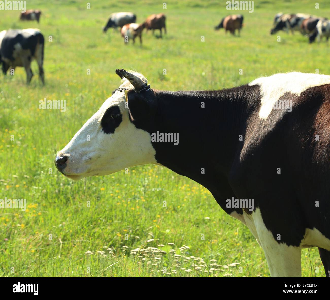 closeup portrait of horned cow head over green pasture outdoors Stock ...