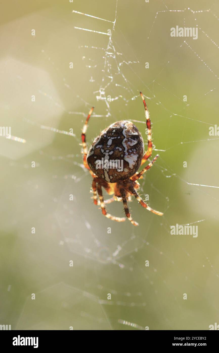 Most poisonous spider of germany hi-res stock photography and images ...