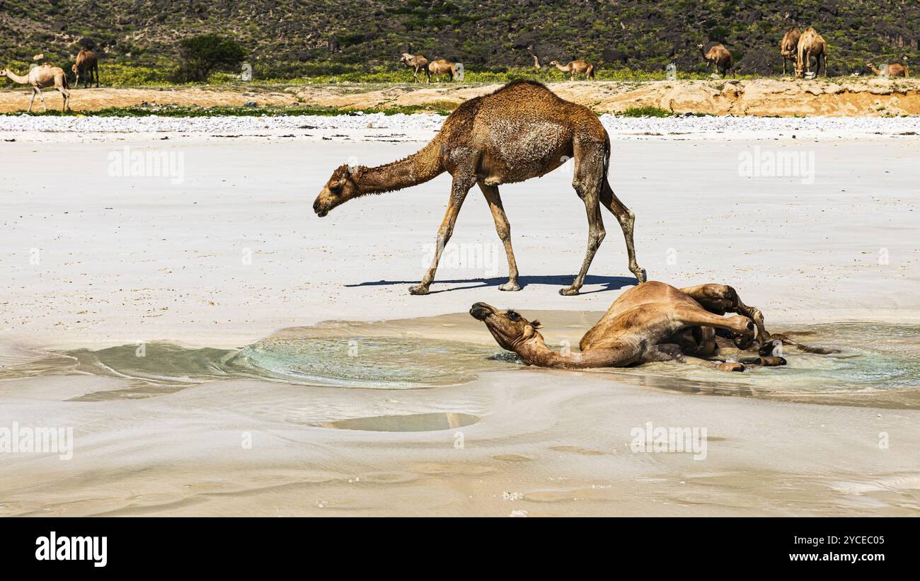 Camels (Camelidae) refreshing themselves on the Fazayat beach of Al Hauta, Dhofar Province ...