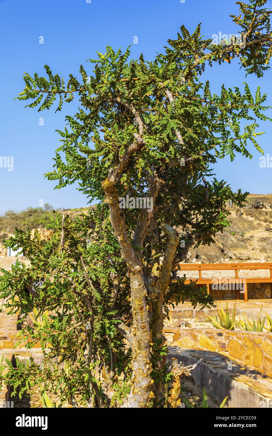 Frankincense tree (Boswellia sacra) in the ancient archaeological site ...
