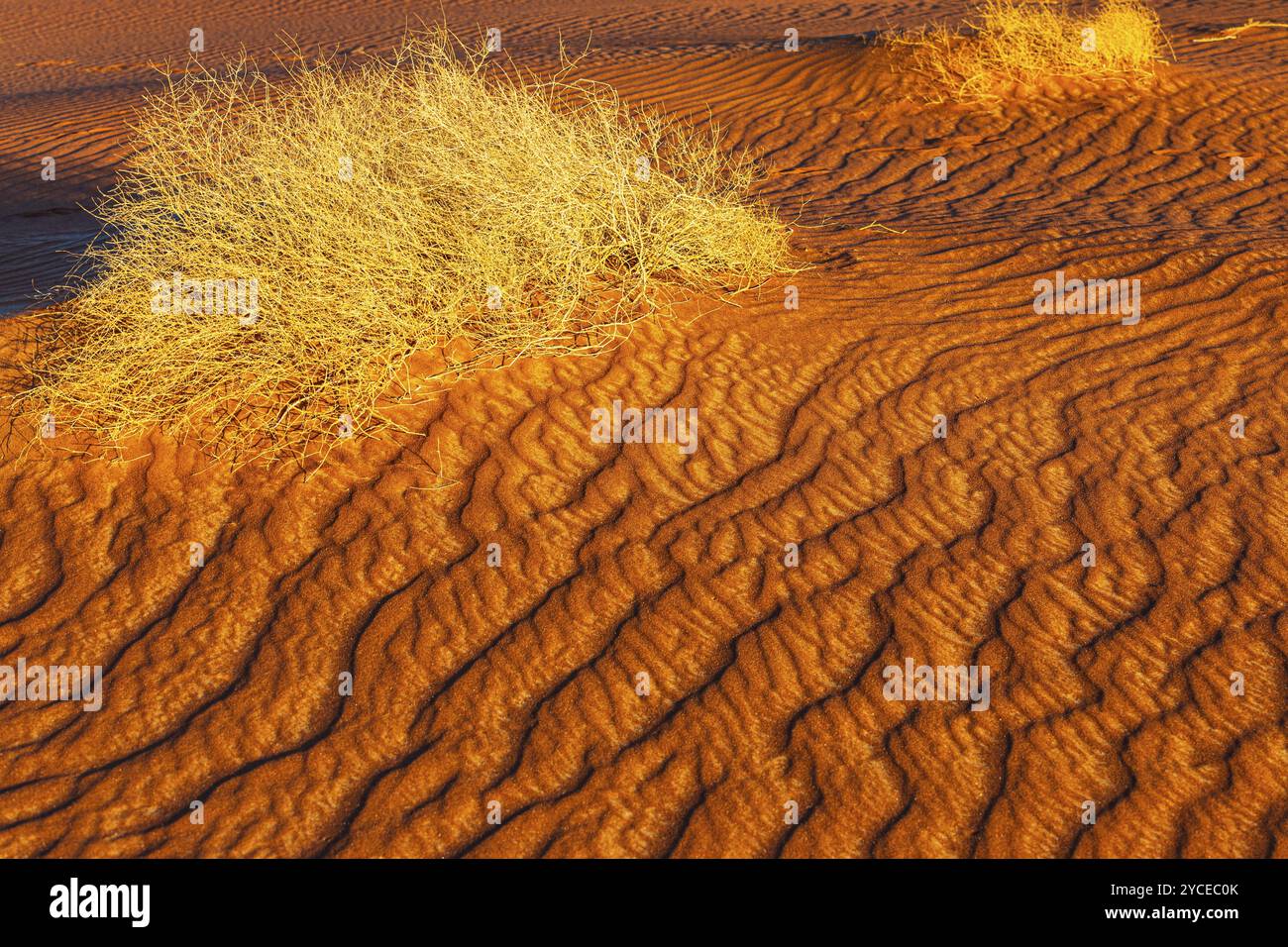 Wind-sculpted sand structure with green vegetation, in the Rub al Khali ...