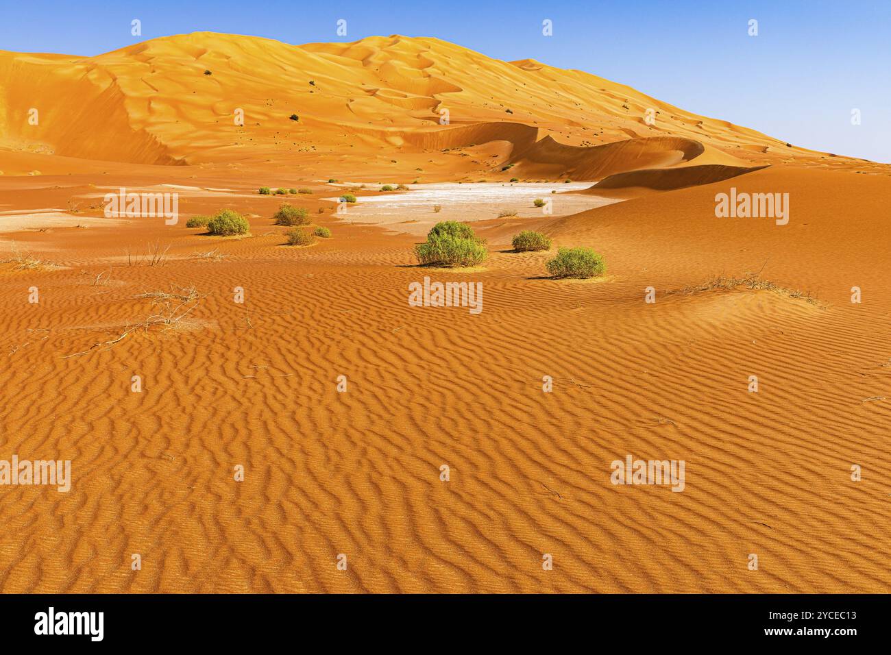 Wind-sculpted curved sand dunes with green vegetation, in the Rub al ...