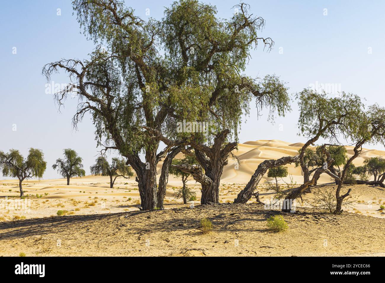 Trees with gnarled bark in a sandy plain of the Rub al Khali desert ...