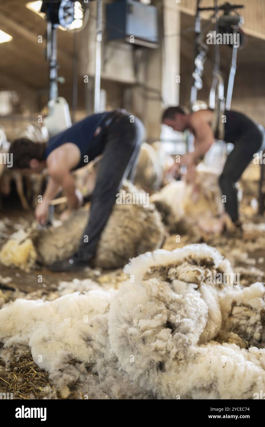 Sheep wool shearing by farmer. Shearing the wool from sheep Stock Photo ...