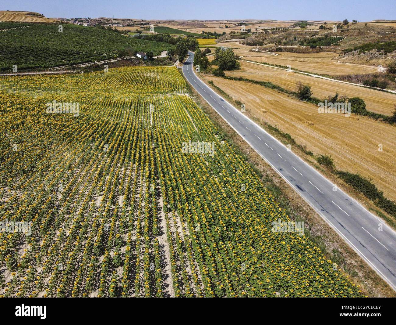 Aerial view sunflowers field look hi-res stock photography and images ...