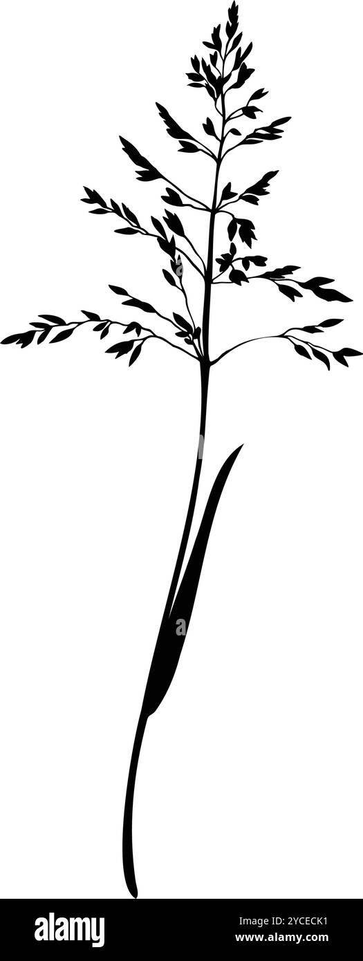 Bluegrass branch silhouette. Hand drawn vector illustration isolated on ...