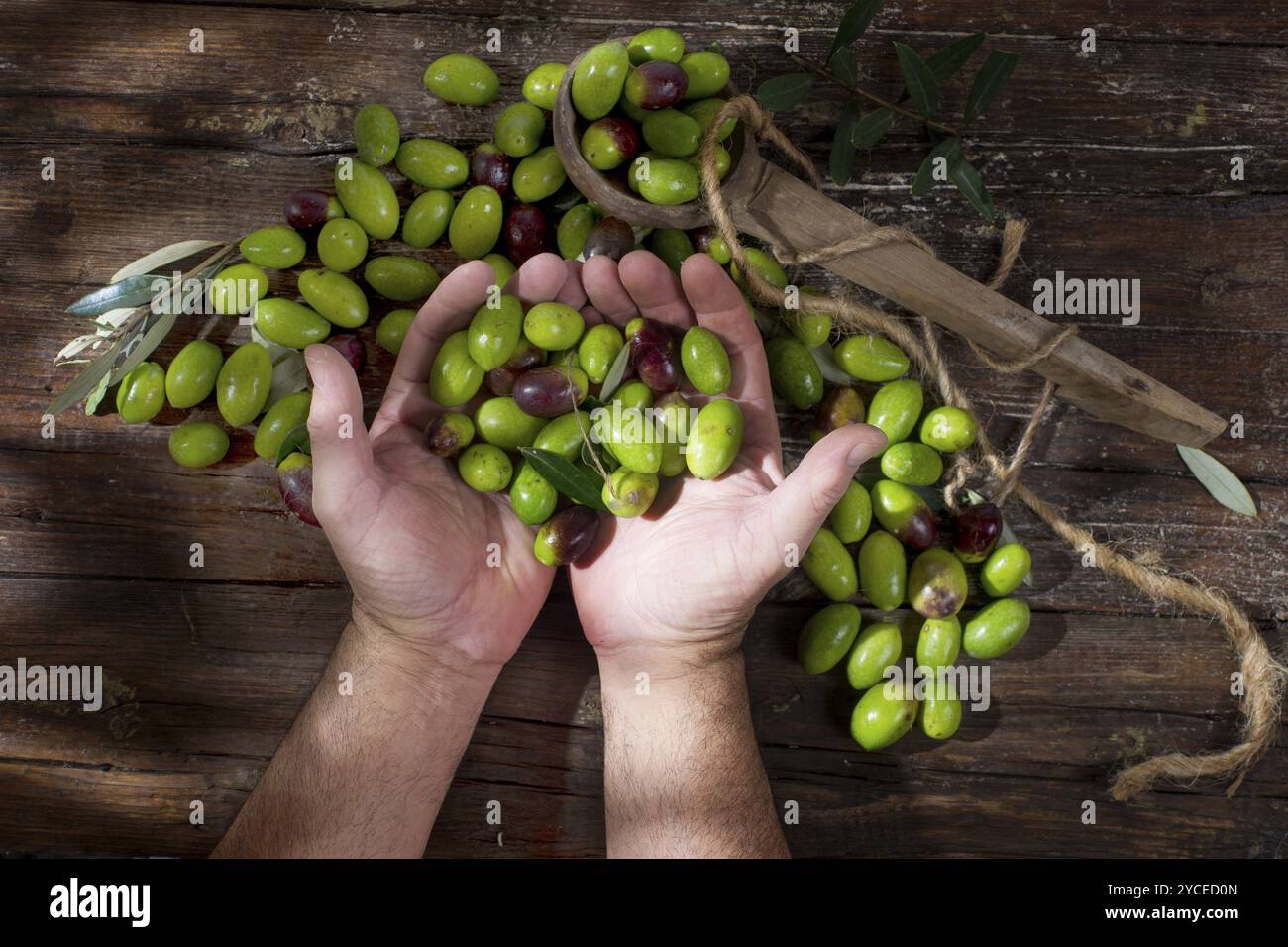 Cleaning and preparation for the brine of the big green olives Stock Photo - Alamy