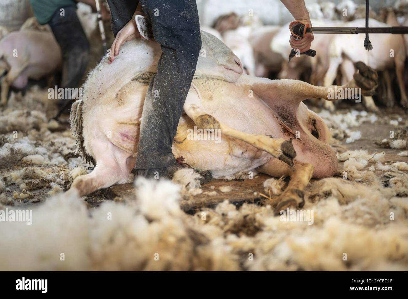Adult farmer shearing wool from hi-res stock photography and images - Alamy