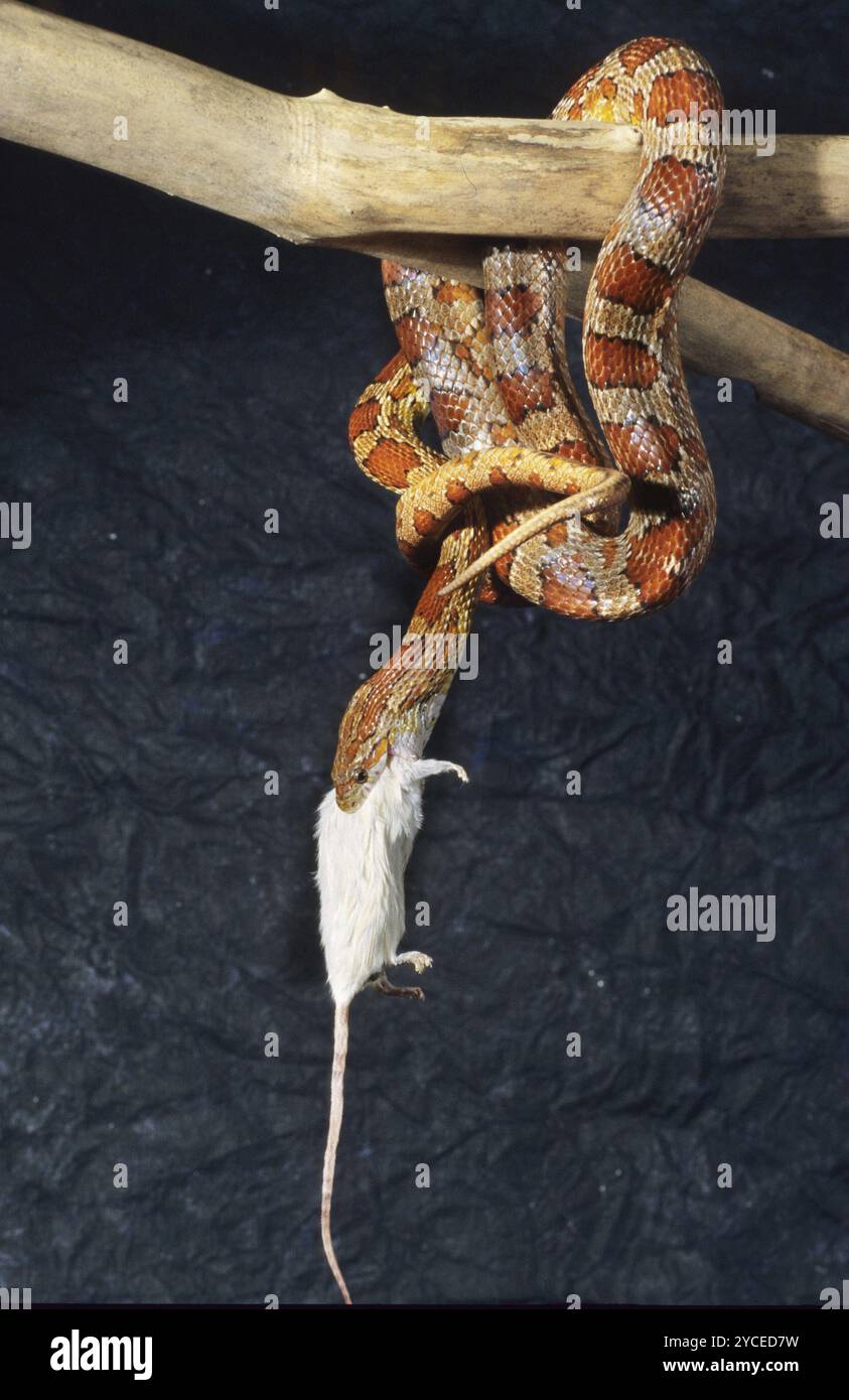 Snakes eat mouse hi-res stock photography and images - Alamy