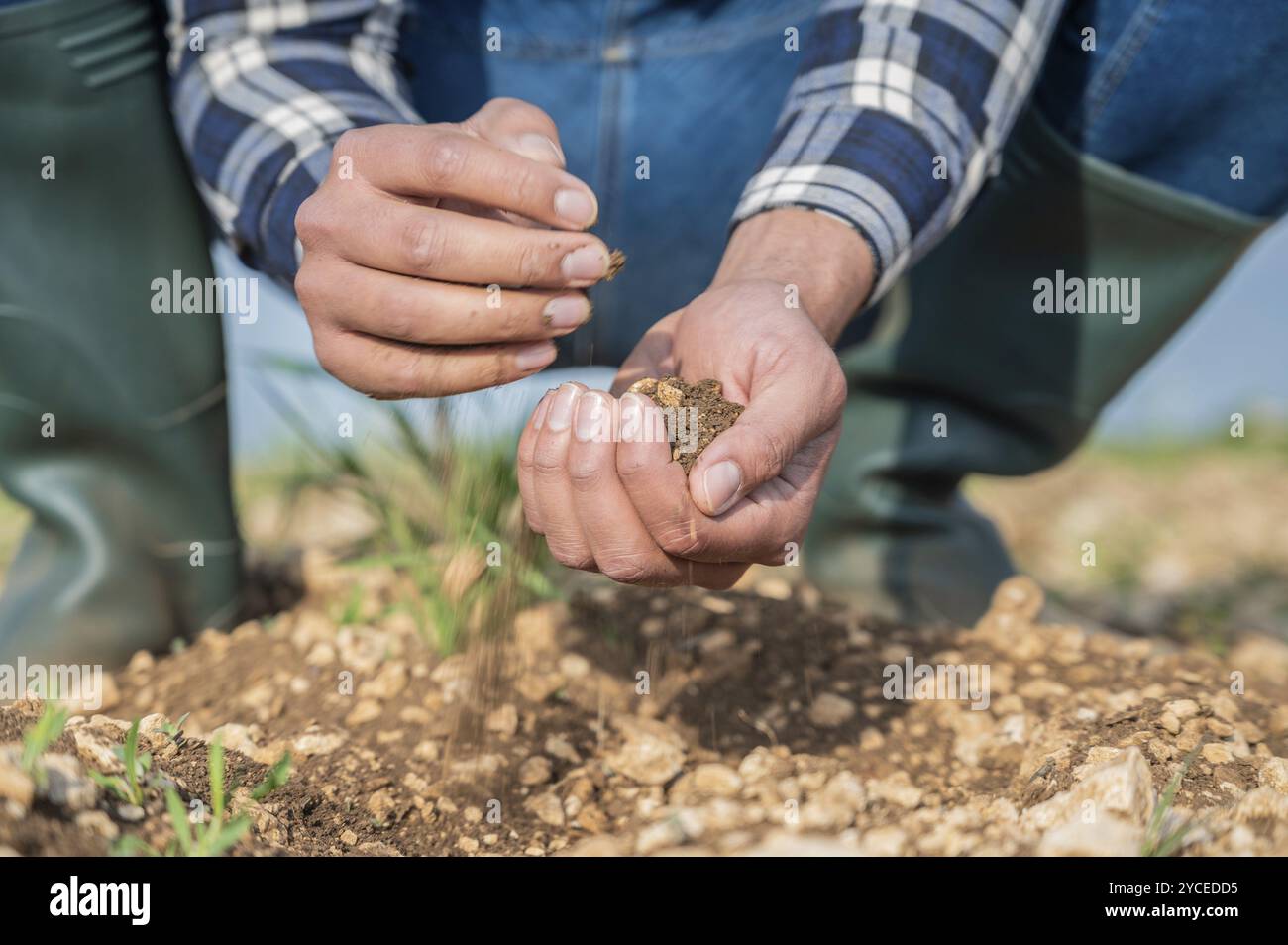 Male hands touching soil on the field. Expert hand of farmer checking ...
