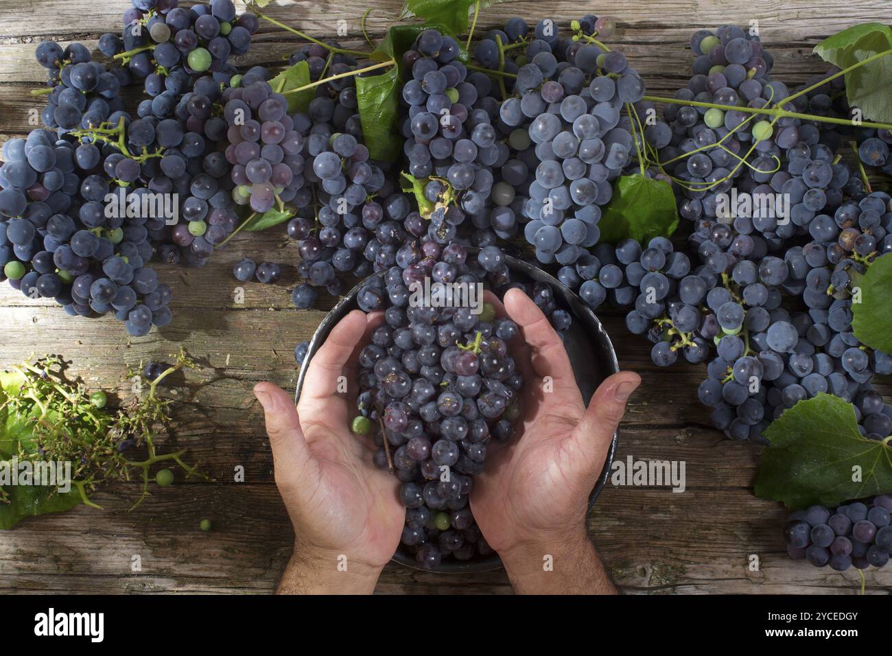 Late summer fruits preparation hi-res stock photography and images - Alamy