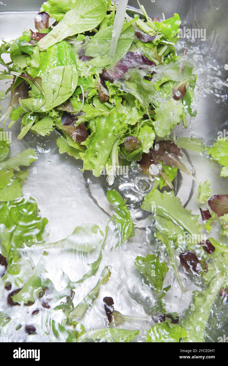 The washing salad in the kitchen sink Stock Photo - Alamy