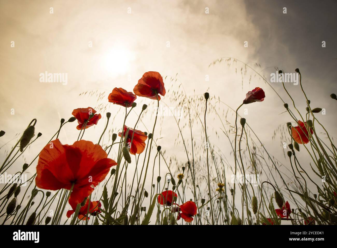 Taken from the bottom of a group of late-night poppies Stock Photo - Alamy