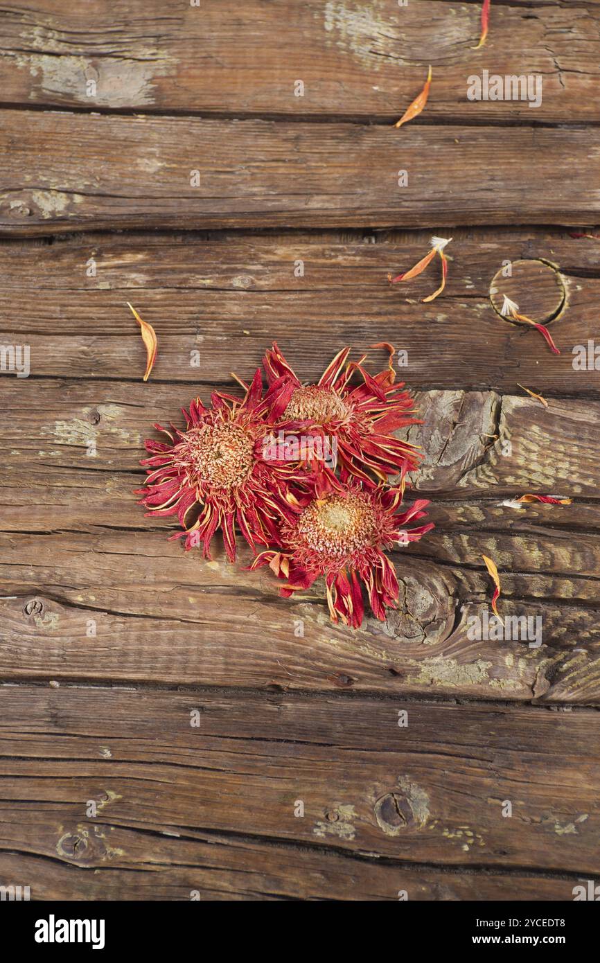 The flower of orange gerbera dried naturally in the sun Stock Photo - Alamy