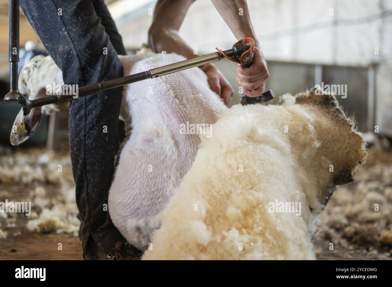 Sheep wool shearing by farmer. Shearing the wool from sheep Stock Photo ...