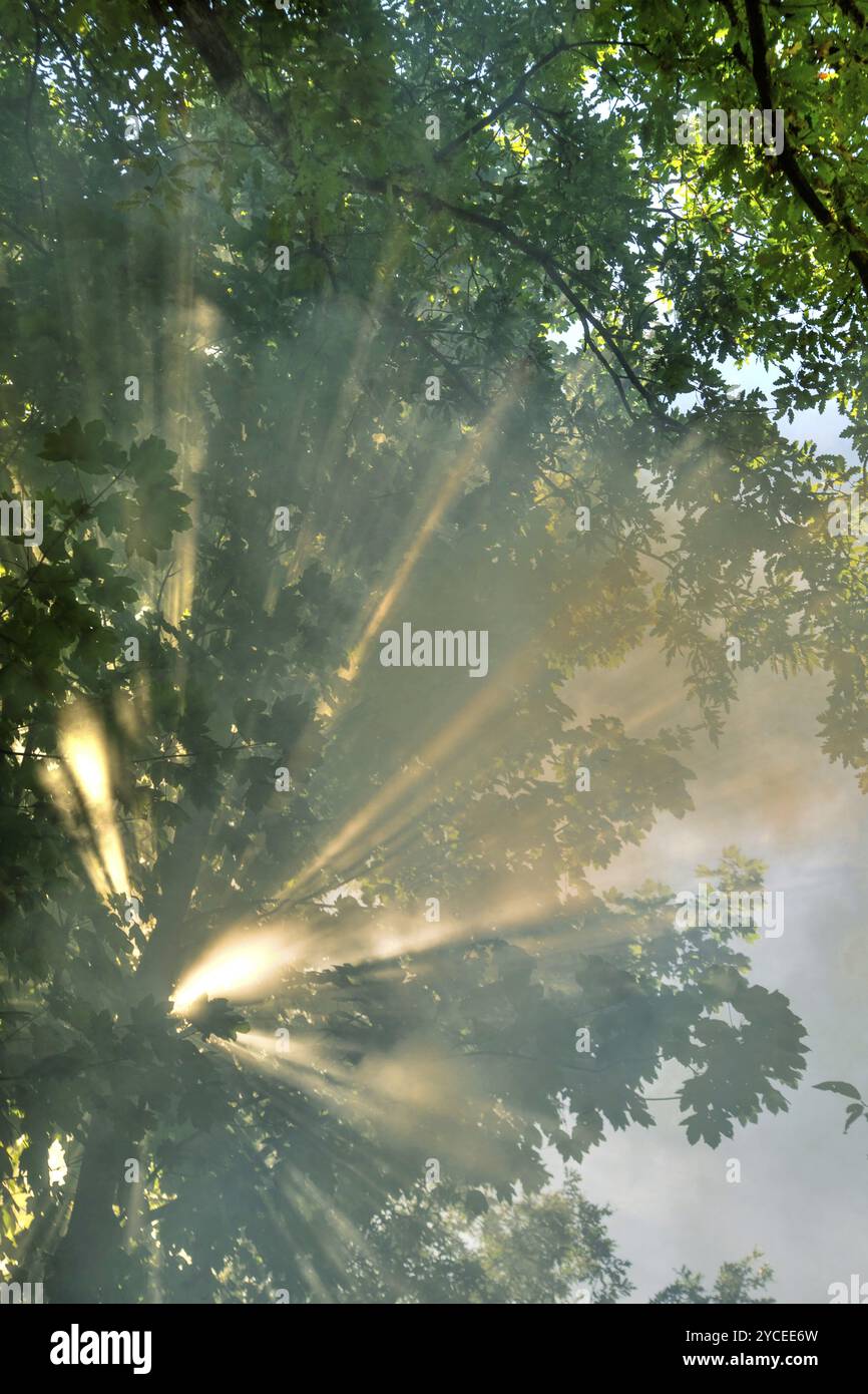 The effects that make the sun's rays at dawn in the woods Stock Photo ...