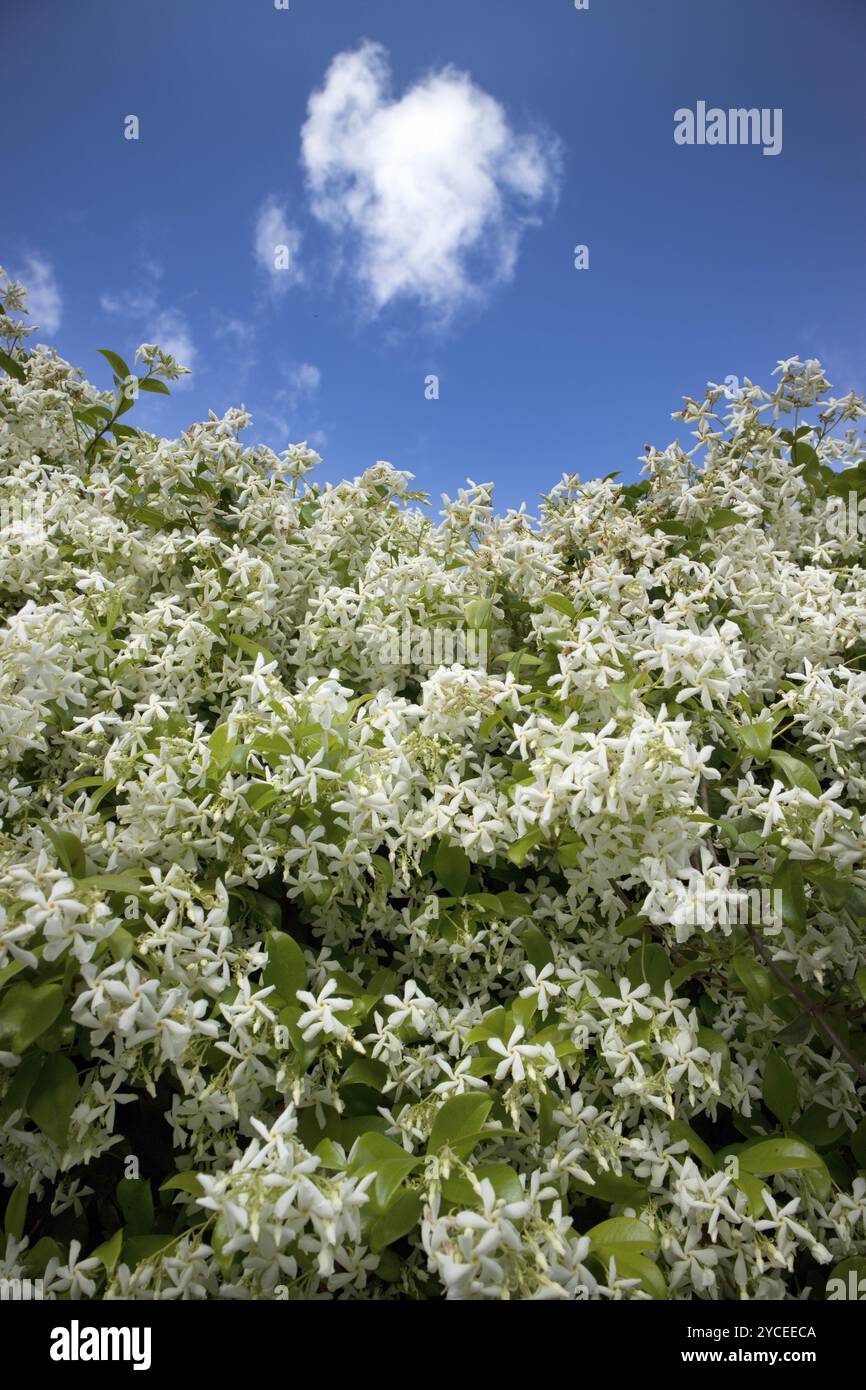 Jasmine hedge hi-res stock photography and images - Alamy