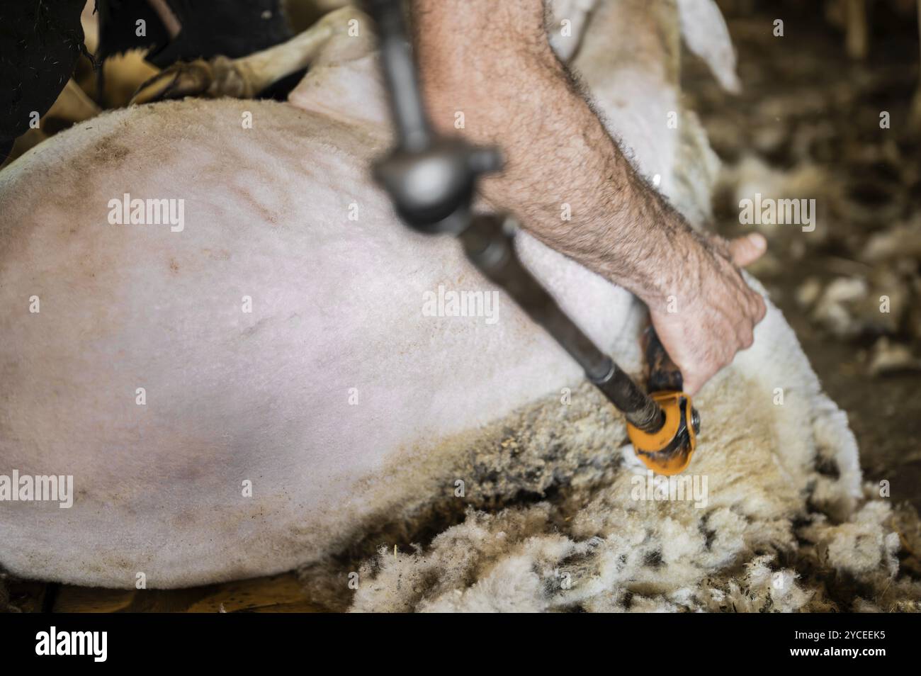Sheep wool shearing by farmer. Shearing the wool from sheep Stock Photo ...