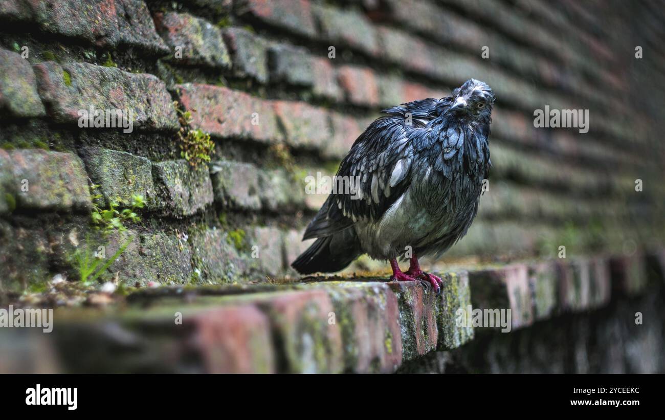 Wet pigeon sitting on a medieval wall Stock Photo - Alamy