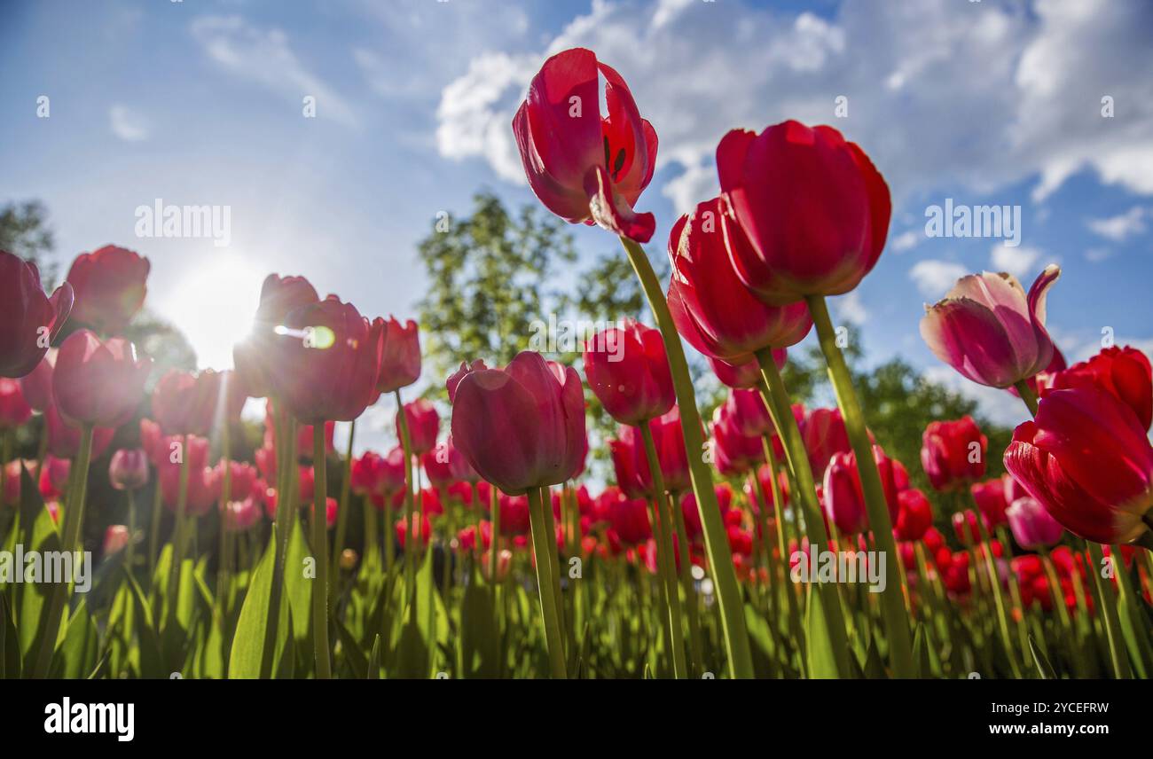 Green Plants : flowers and bushes, Central Gorky Park In Moscow ...