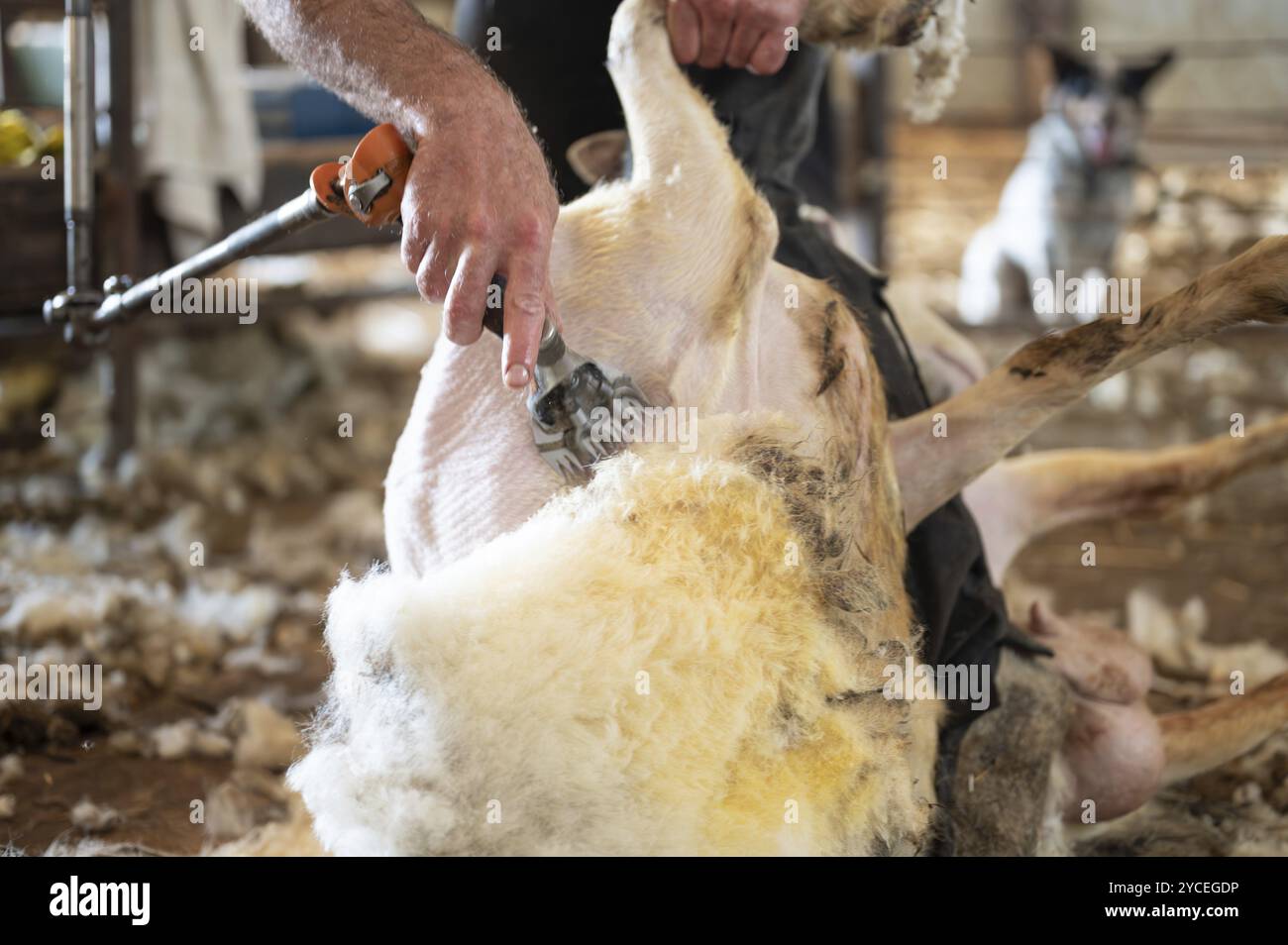 Sheep wool shearing by farmer. Shearing the wool from sheep Stock Photo ...