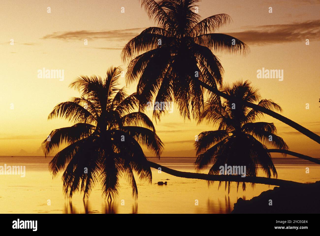 Palm trees in front of sunset, Moorea Island Stock Photo - Alamy