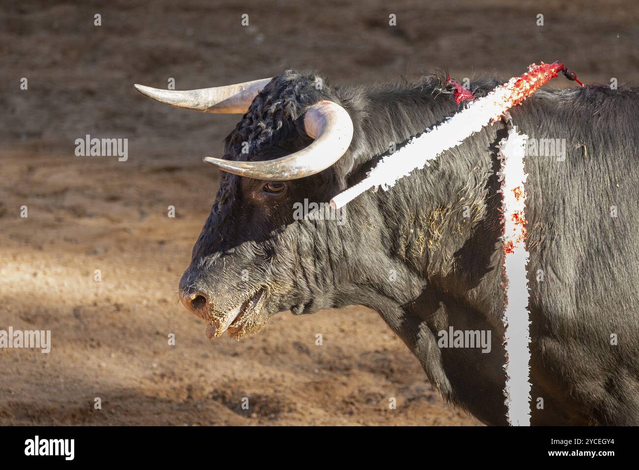 Charging bull bullfight arena in hi-res stock photography and images ...