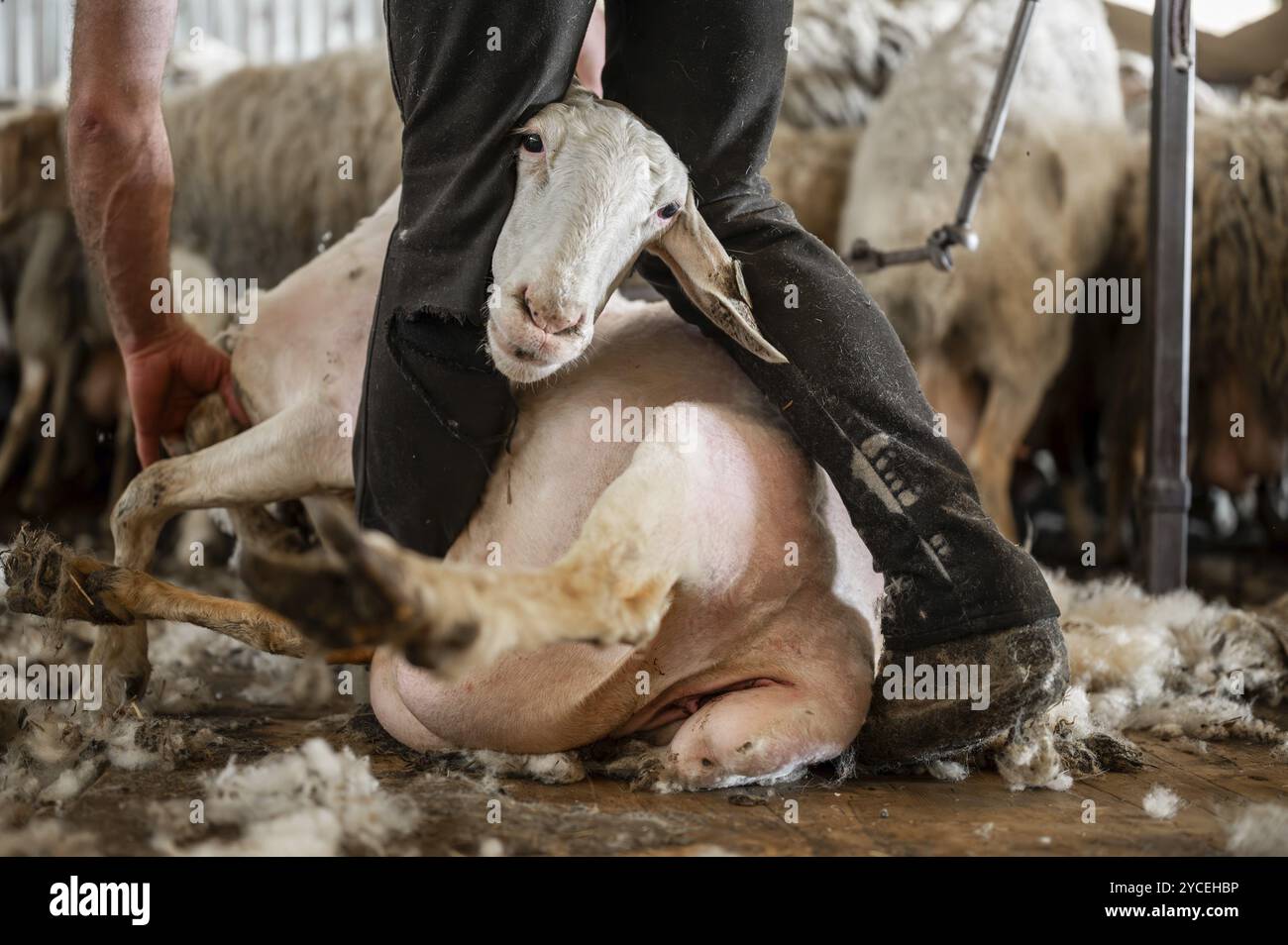 Sheep wool lambkin lamb hi-res stock photography and images - Alamy