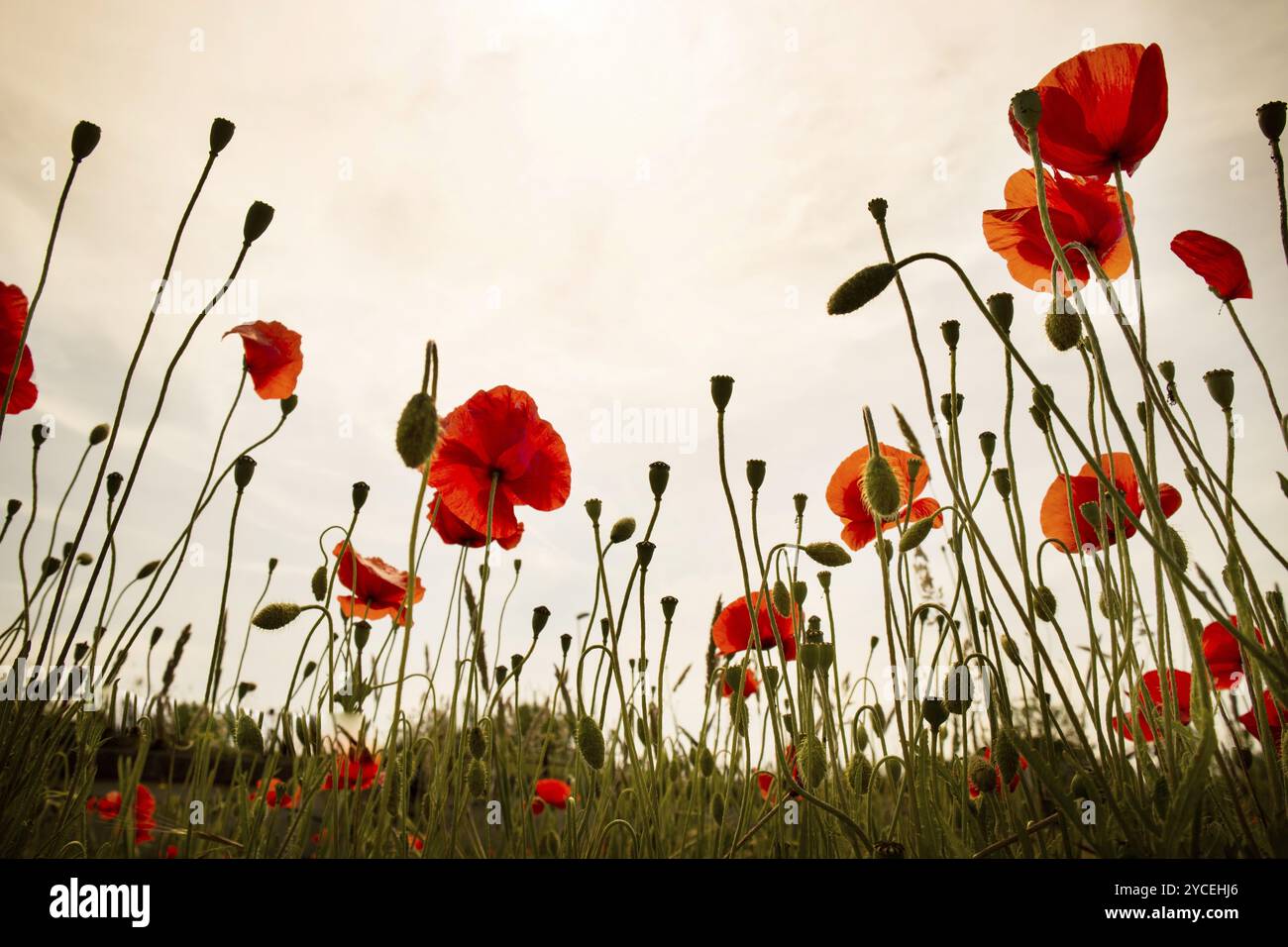 Taken from the bottom of a group of late-night poppies Stock Photo - Alamy