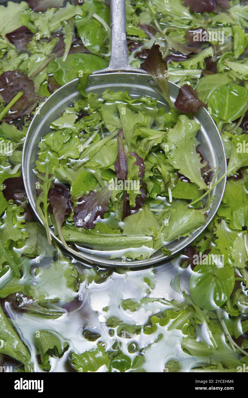 The washing salad in the kitchen sink Stock Photo - Alamy