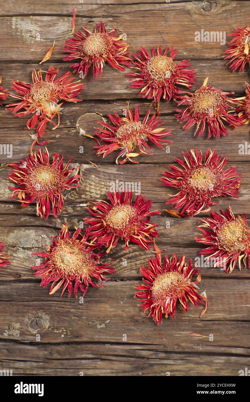 The flower of orange gerbera dried naturally in the sun Stock Photo - Alamy