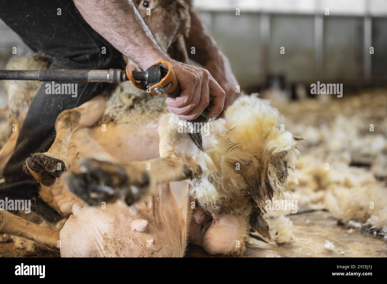 Sheep wool shearing by farmer. Shearing the wool from sheep Stock Photo ...