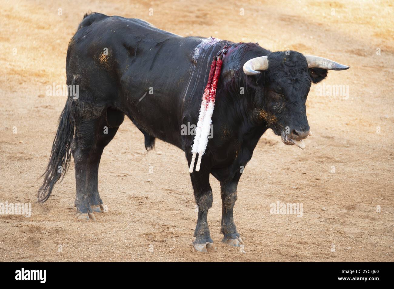 Brave bull in the bullfight arena, Raging bull ready to ram Stock Photo ...