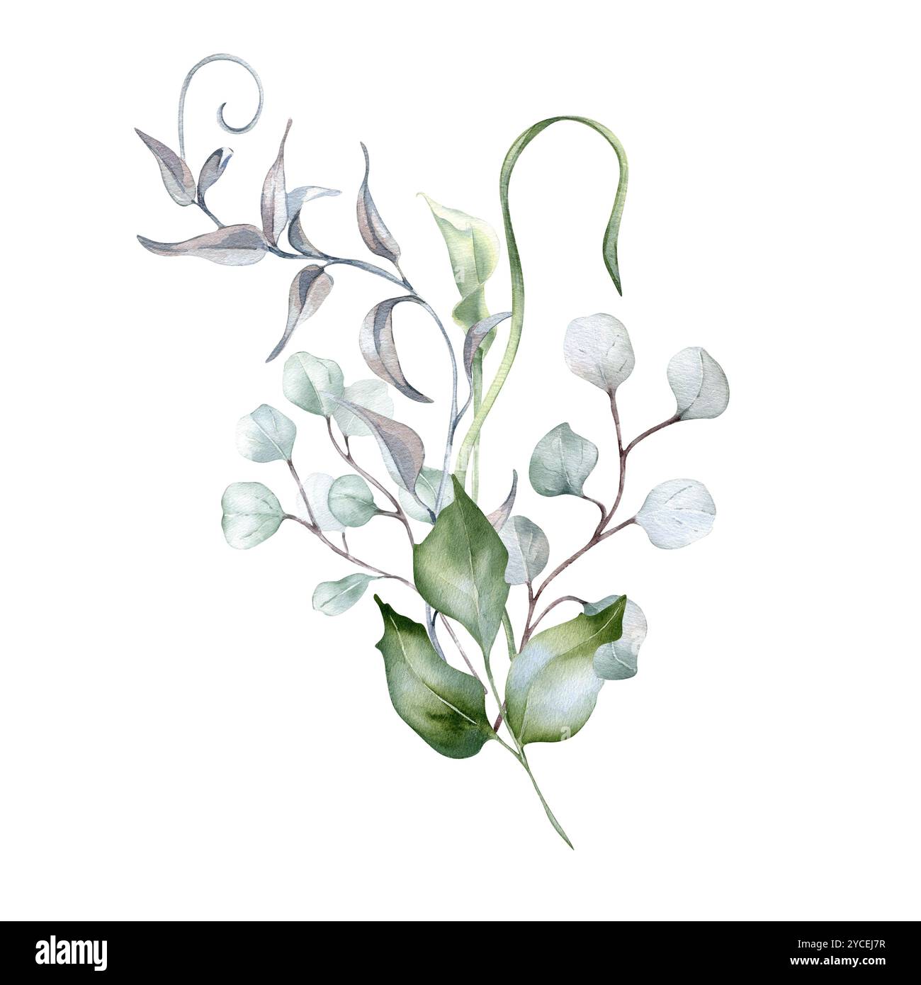 Eucalyptus branches, holly leaves and curly vines in sage green ...