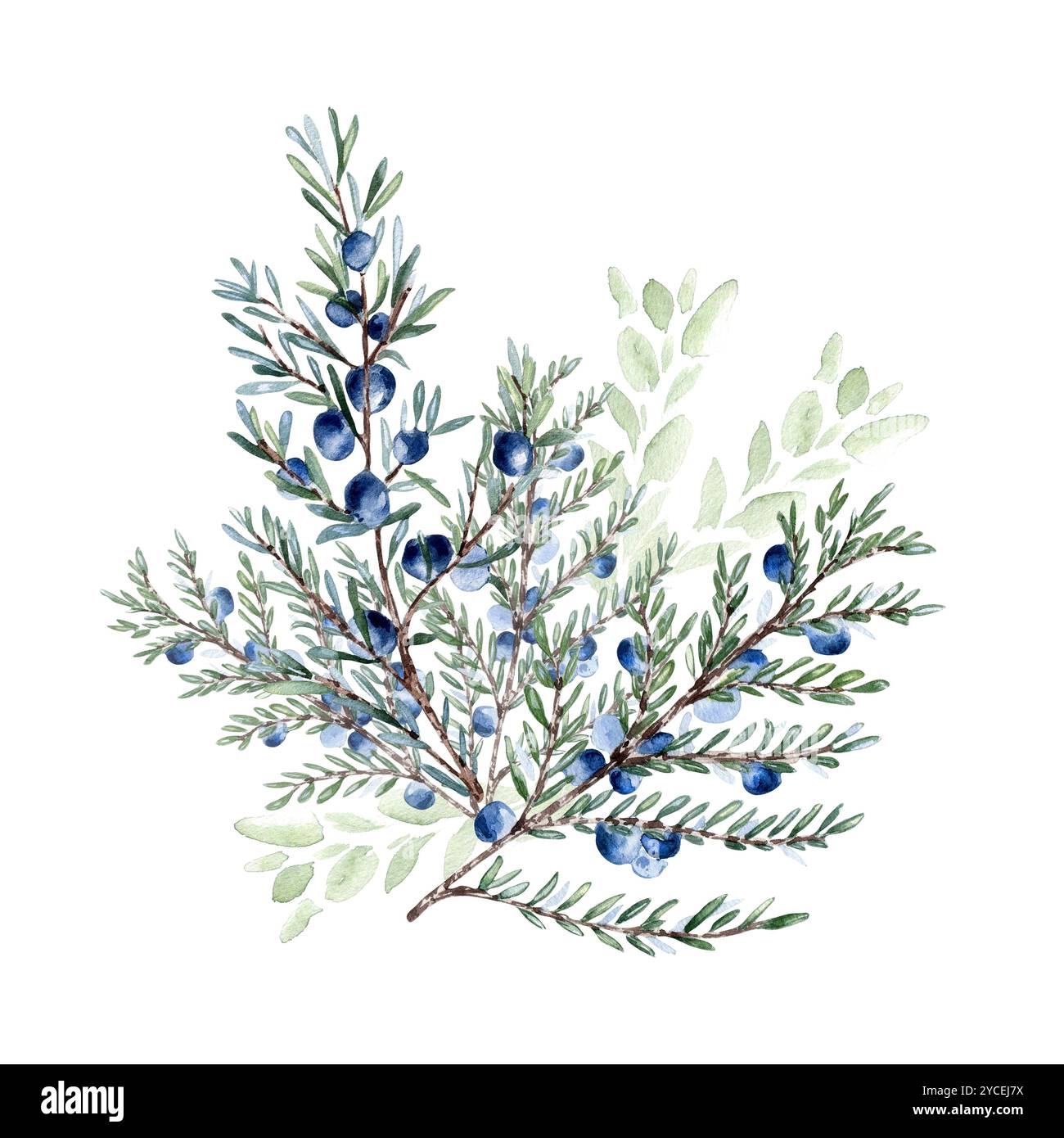Juniper branches and berries watercolor illustration isolated on white ...