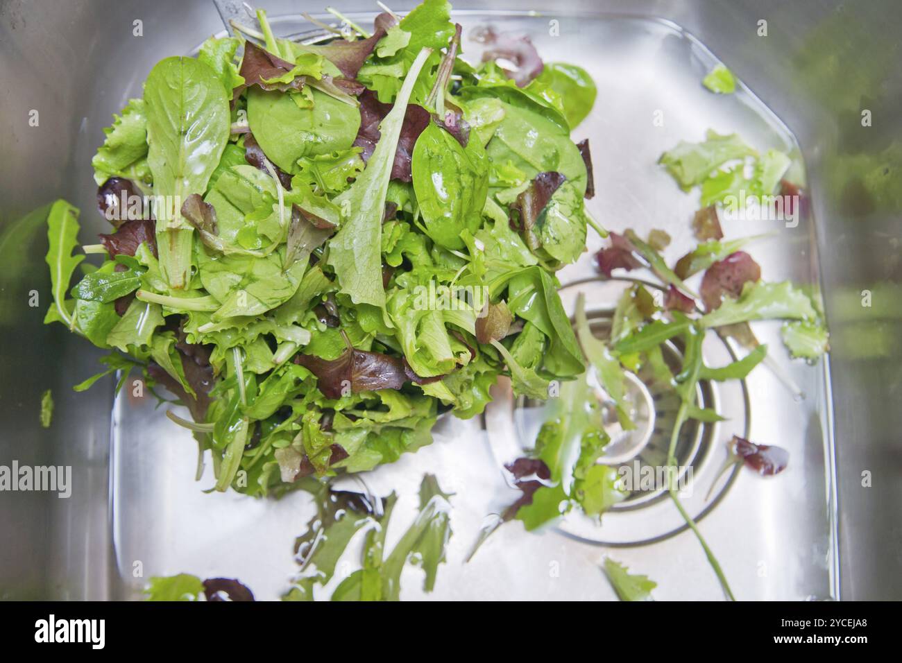 The washing salad in the kitchen sink Stock Photo - Alamy
