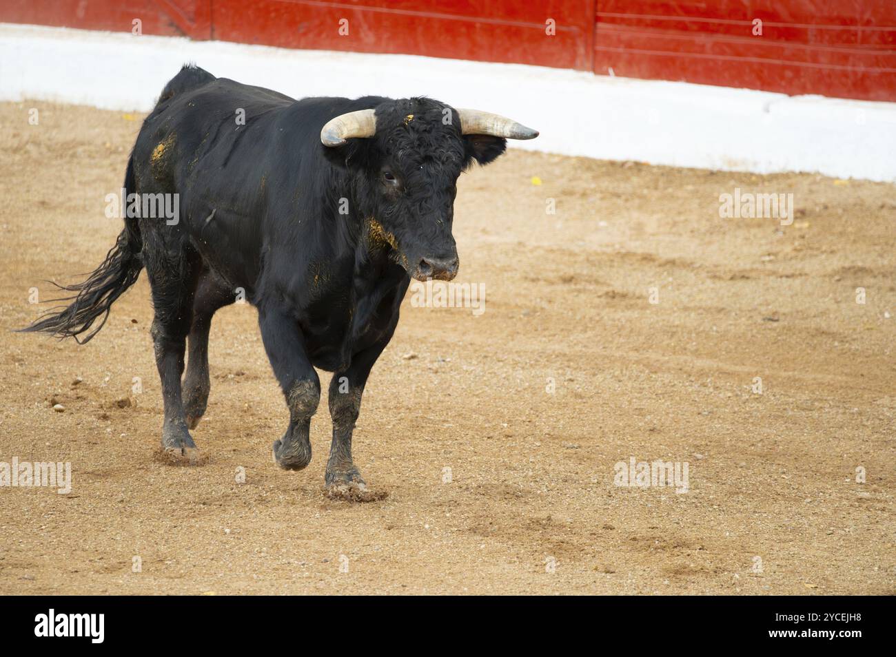 Brave bull in the bullfight arena, Raging bull ready to ram Stock Photo ...