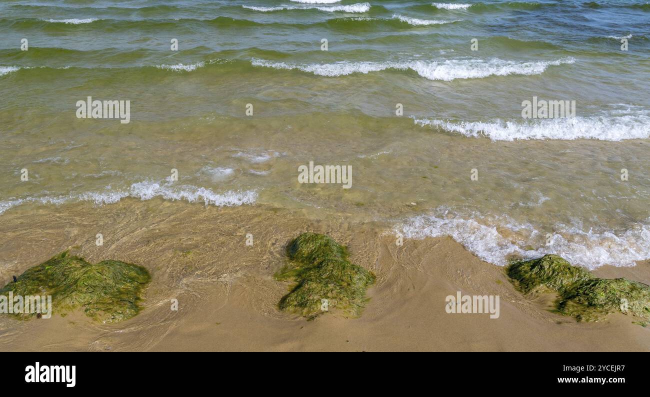 Algal, Algae blooms in Sunny Beach on the Black Sea coast of Bulgaria ...