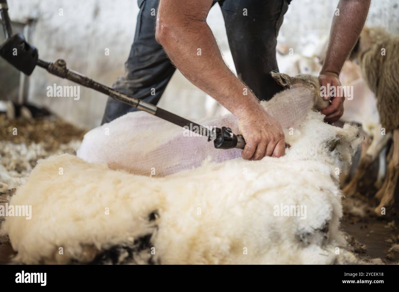 Sheep wool shearing by farmer. Shearing the wool from sheep Stock Photo ...