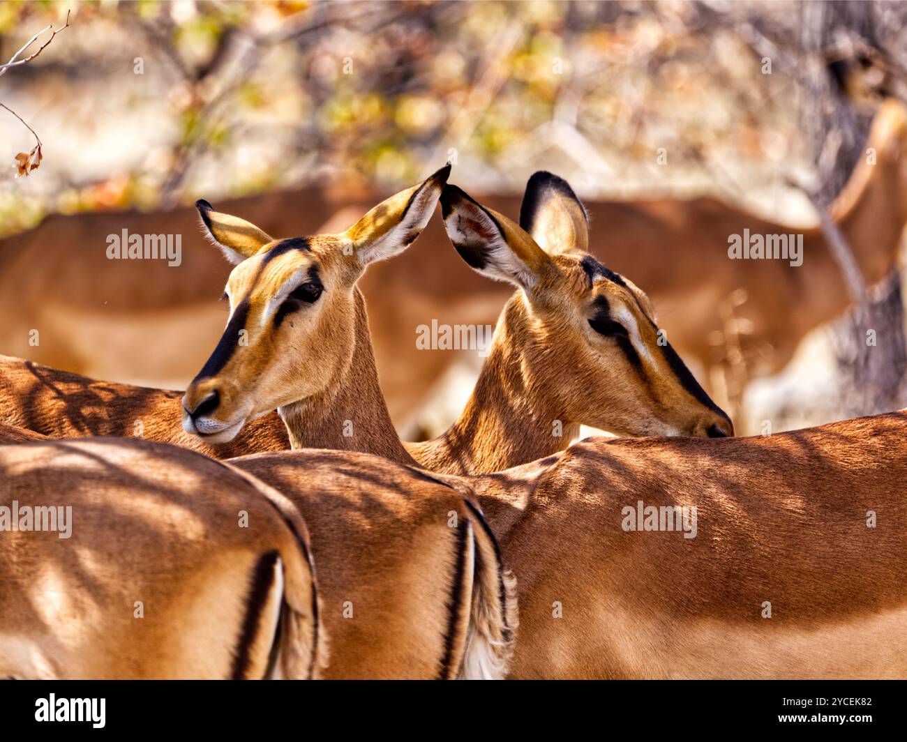 Faune namibie hi-res stock photography and images - Alamy