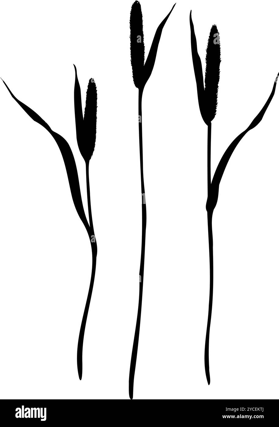 Set of of timothy grass silhouettes. Hand drawn vector illustration ...